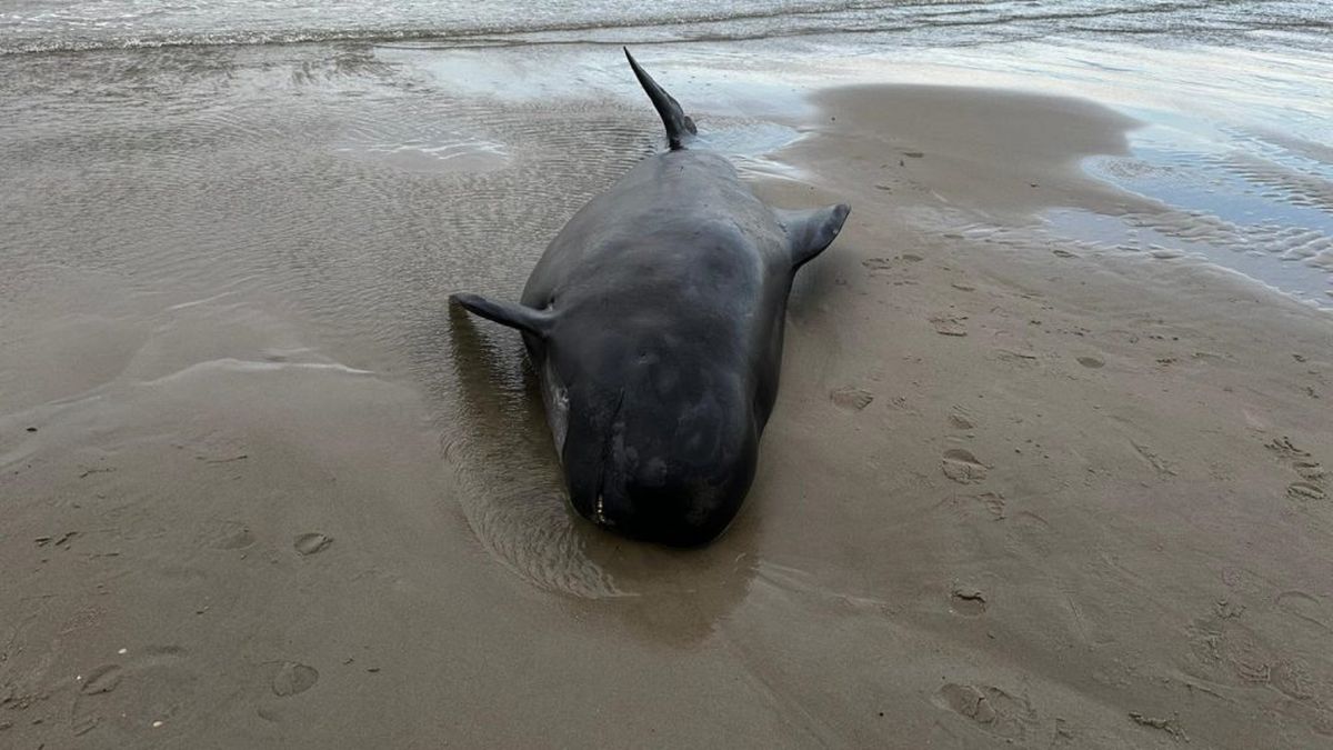 Griend aangespoeld op Vlieland, dier heeft het niet overleefd - Omrop ...
