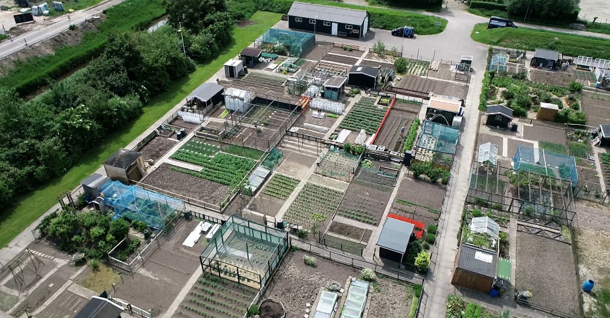 Kruiningse moestuingroenten bevatten te veel PFAS, andere moestuinen in ...