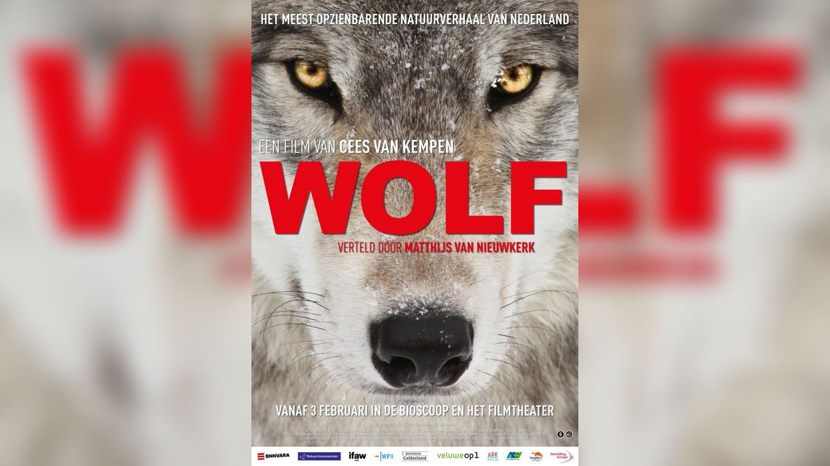 Van welp tot volwassen wolf: natuurfilm in première - RTV Drenthe