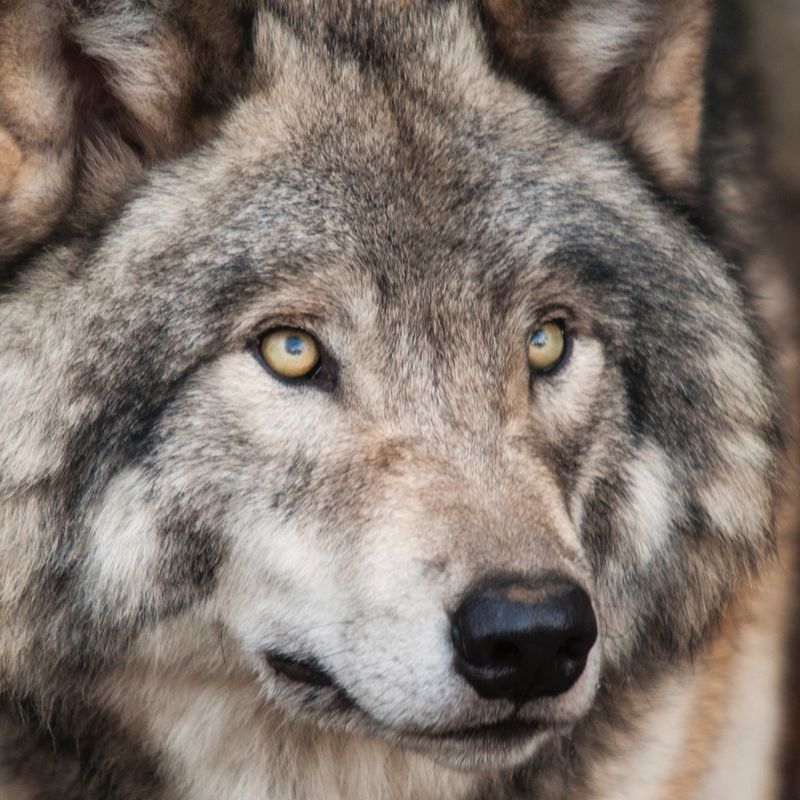 Zo onderscheid je een wolf van een hond - RTV Noord