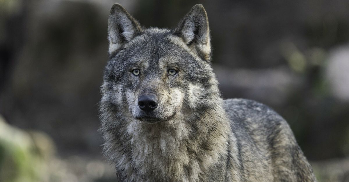 Wolf doodt wolf in omgeving Nationaal Park Dwingelderveld, blijkt uit ...