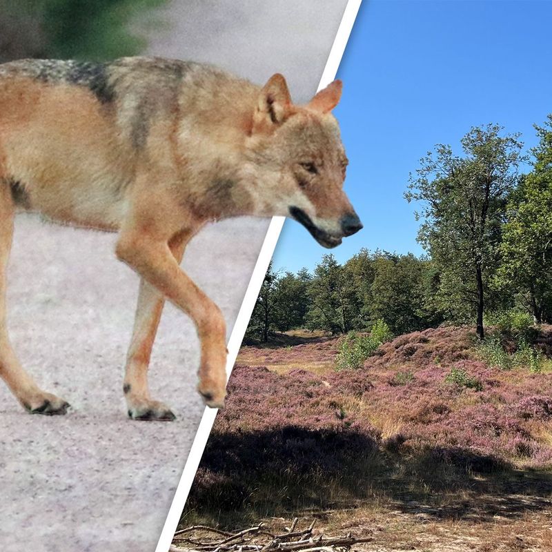 'Meisje werd beslopen en aangevallen', vader en bso doen hun verhaal ...