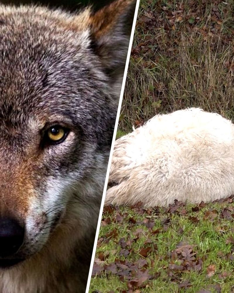 Petitie tegen de wolf : ‘Het is genoeg’ - Omroep Gelderland