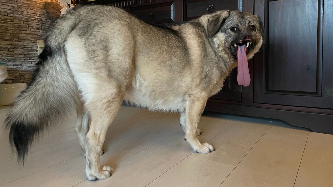 Joëlle uit Zoetermeer adopteerde hond zonder snuit: 'Elke hond verdient ...