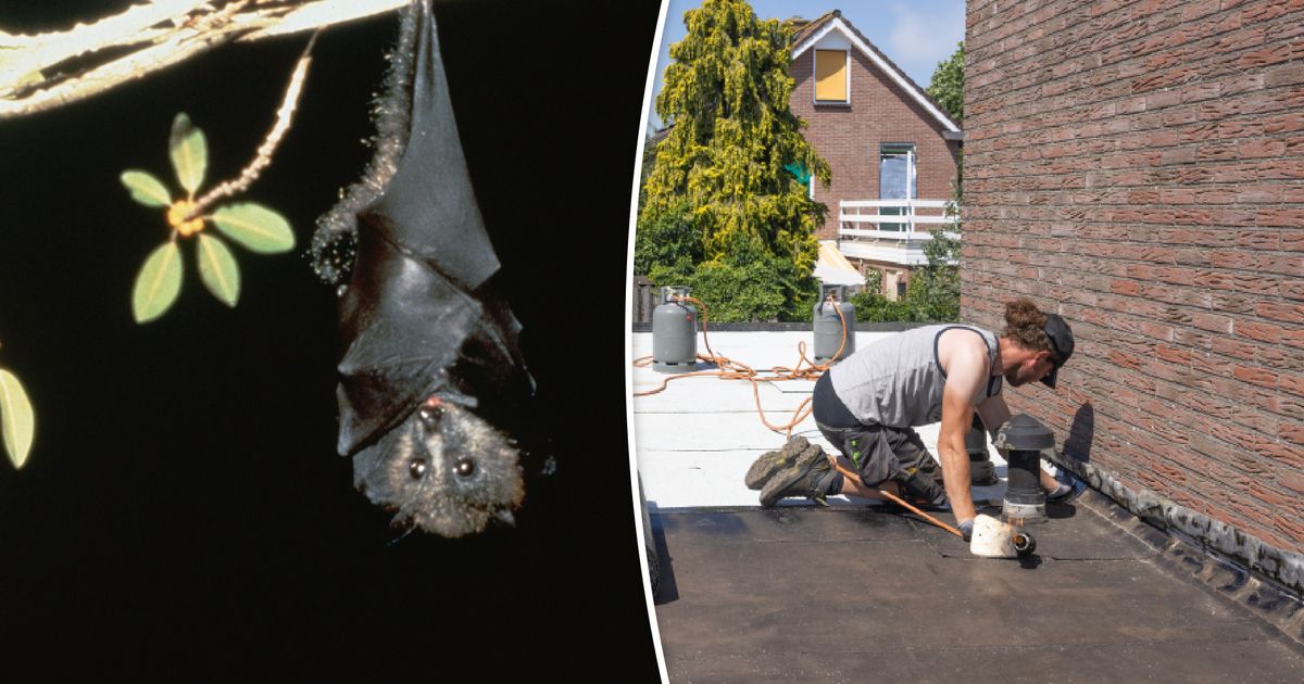 Megazoektocht moet einde maken aan gedoe met vleermuizen en egels in ...