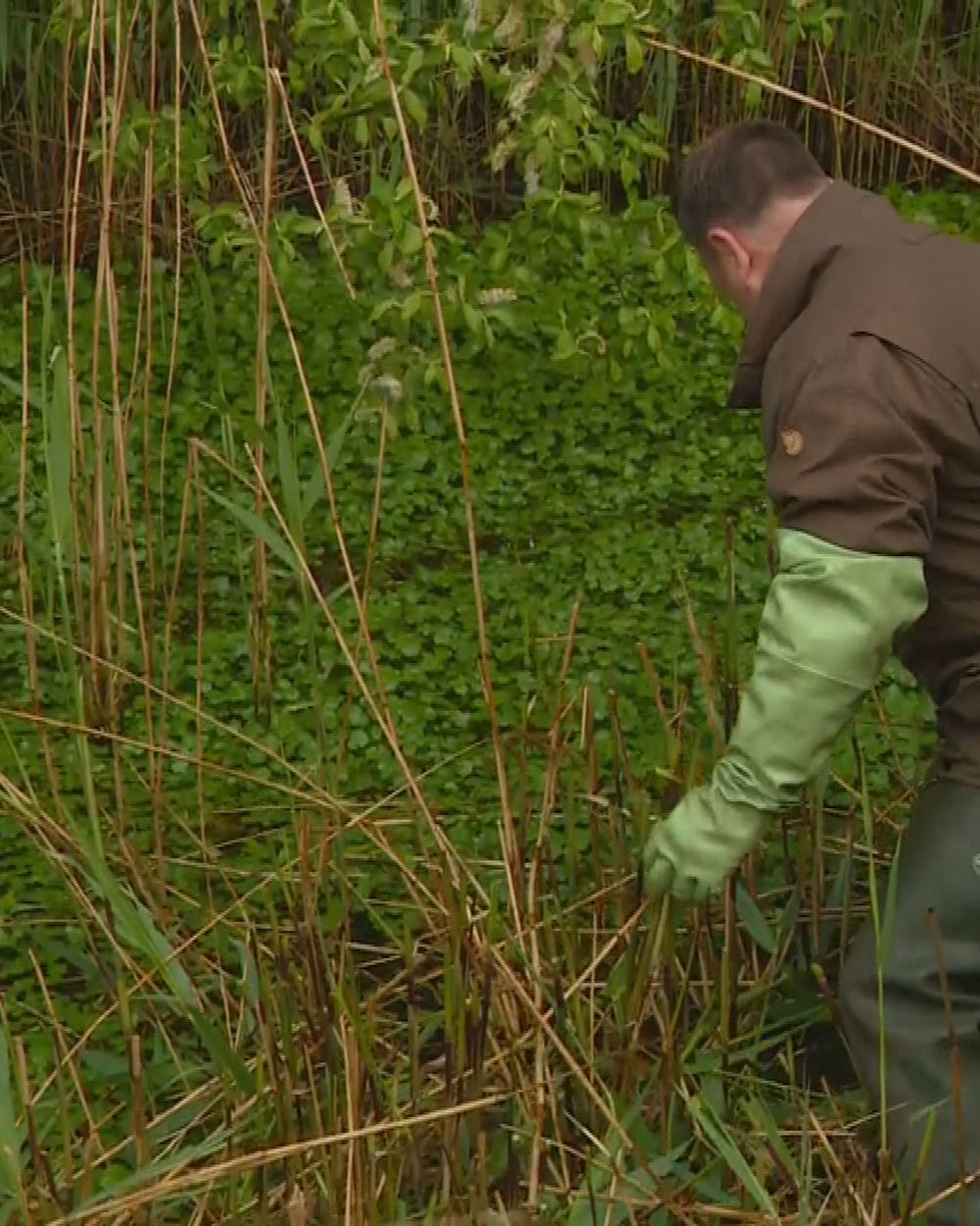 Waterschap pakt invasieve planten aan: "Ze zijn een groot probleem in ...