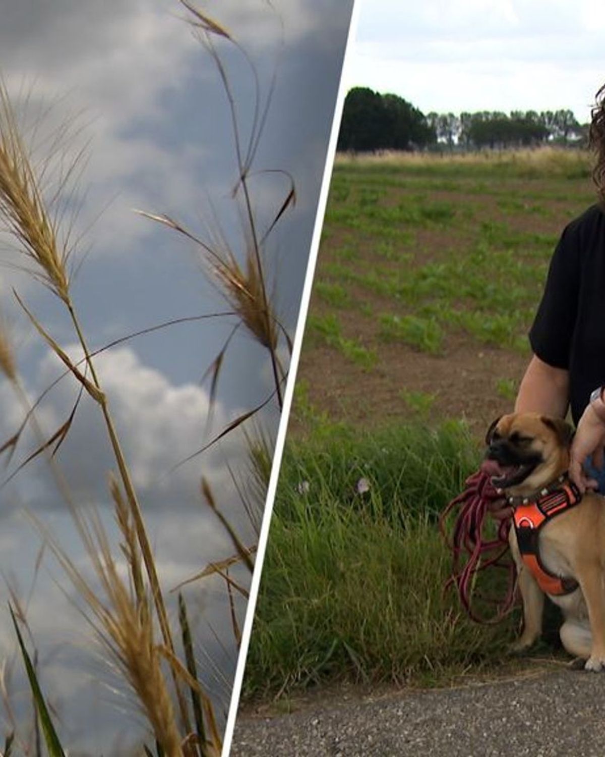 Grasaren in oren, neus, poten en ogen van honden: 'Het was best heel ...