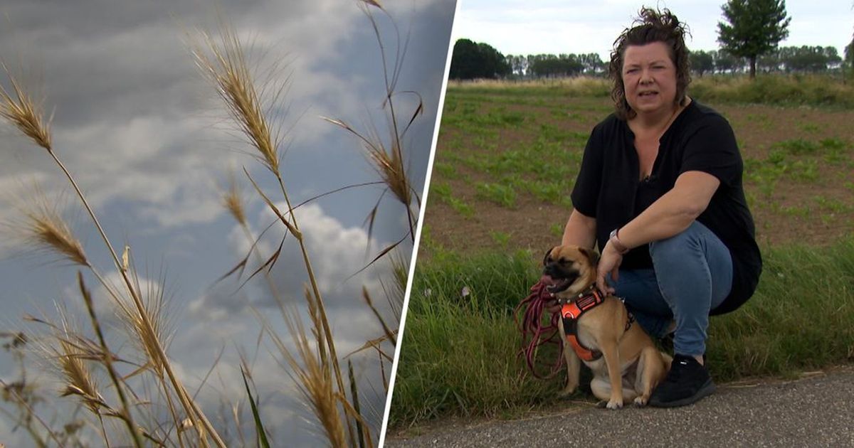 Grasaren in oren, neus, poten en ogen van honden: 'Het was best heel ...