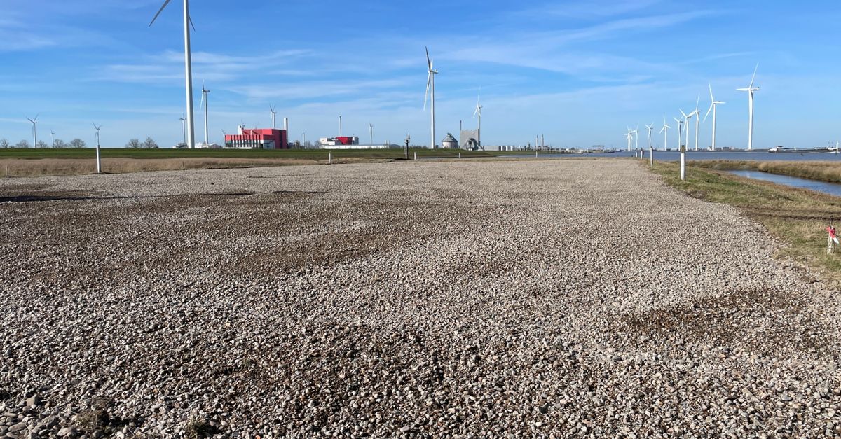 Grind, schelpen en stroomdraad: zo blijft het broedeiland bij Oterdum ...