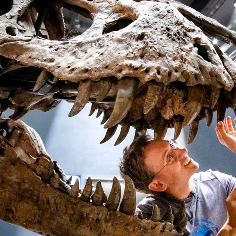T. rex Trix staat weer in volle glorie in Naturalis - Omroep West