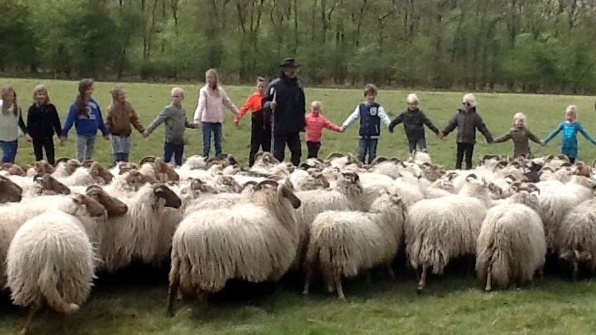 Nieuwe herder van schaapskudde Exloo begonnen - RTV Drenthe