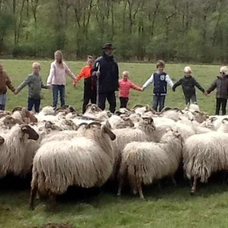 Nieuwe herder van schaapskudde Exloo begonnen - RTV Drenthe