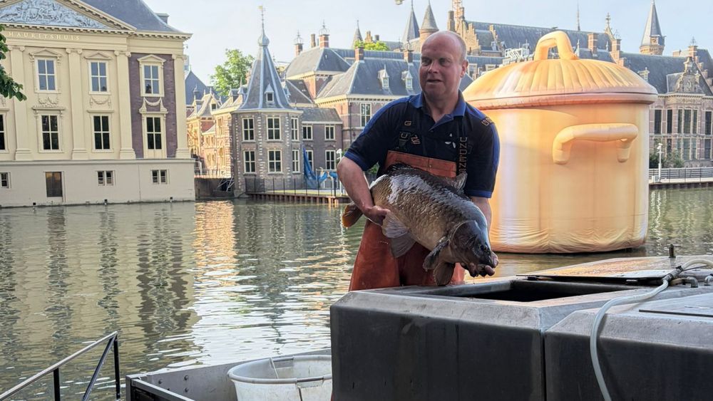 Vissen uit Hofvijver verhuizen om beter te ademen - Den Haag FM