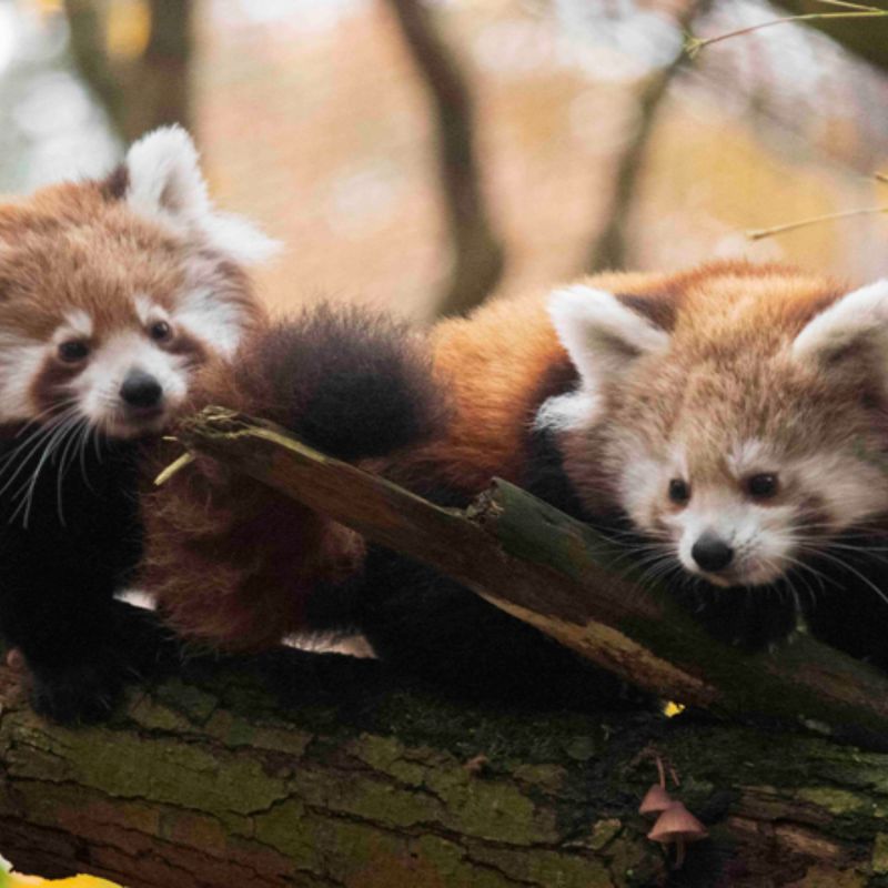 Rode panda proeft even van vrijheid tijdens storm in Dierenpark ...
