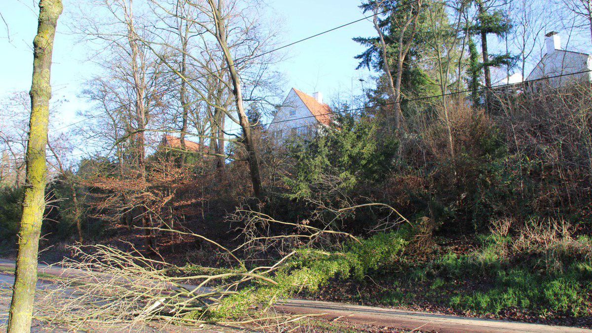 Boom waait op trolleyleiding, leiding brandt gat in auto met kinderen - Omroep Gelderland