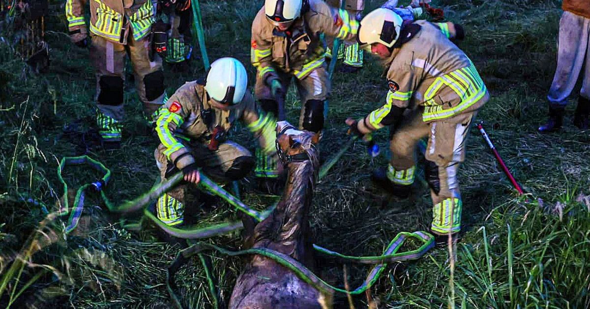 Brandweer haalt paard uit sloot - RTV Utrecht