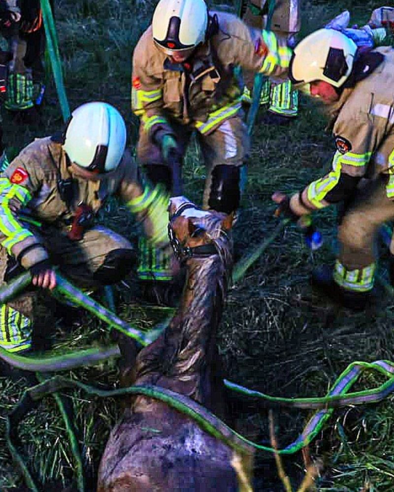 Brandweer haalt paard uit sloot - RTV Utrecht