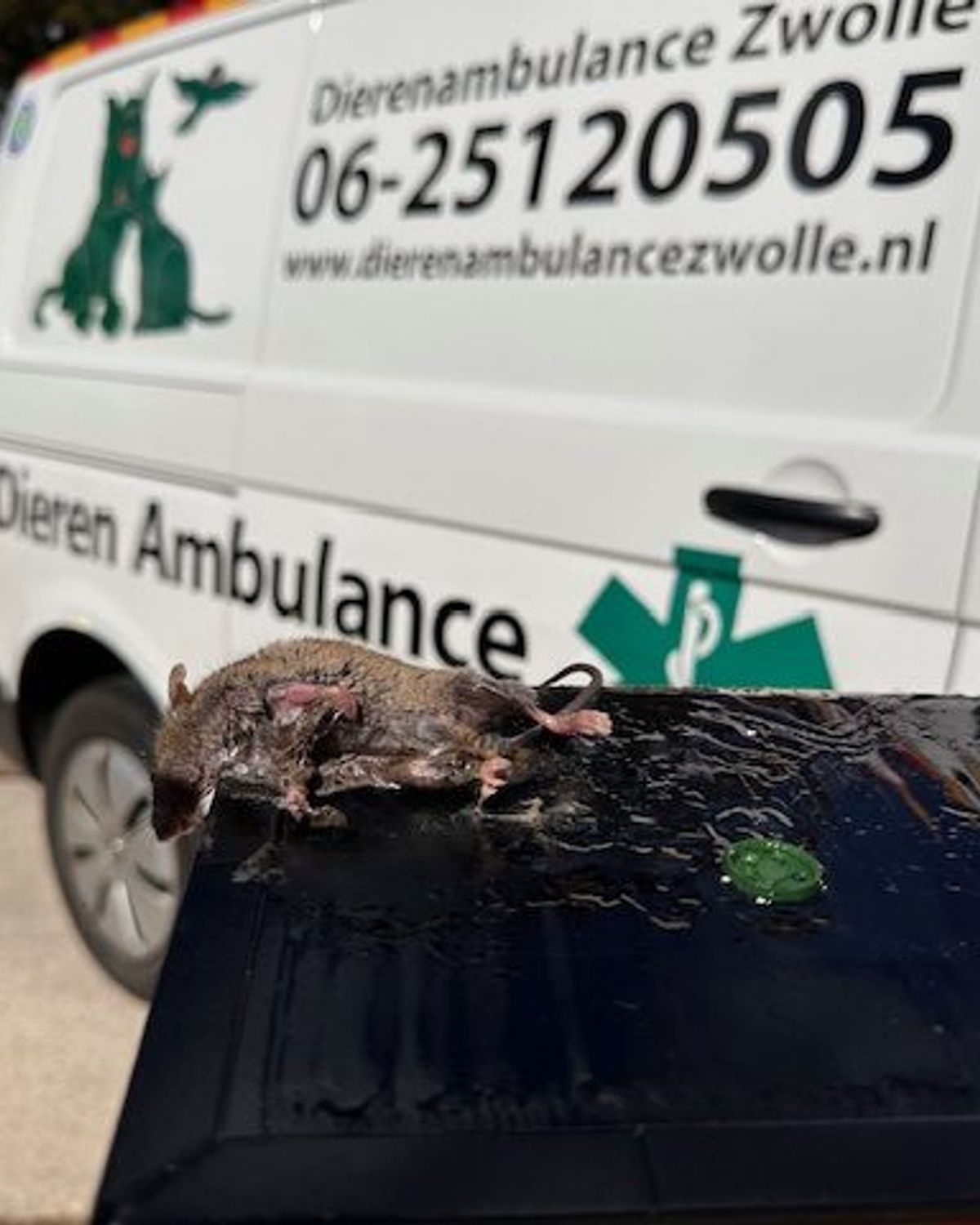 Muizenplaag in Zwolse woning krijgt plakkerig staartje - Oost