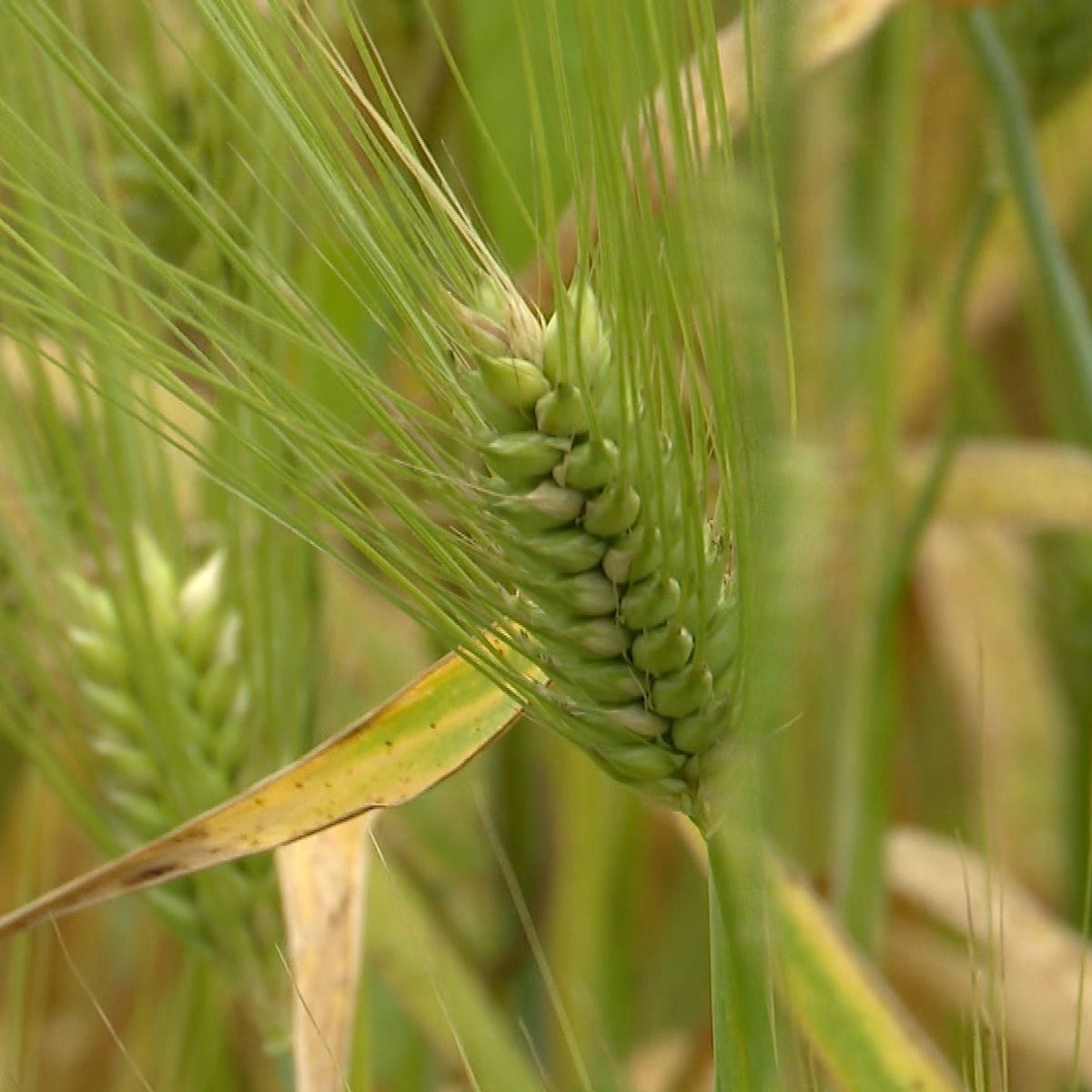 Terug in de tijd in Terhole: eeuwenoude gewassen met een ...