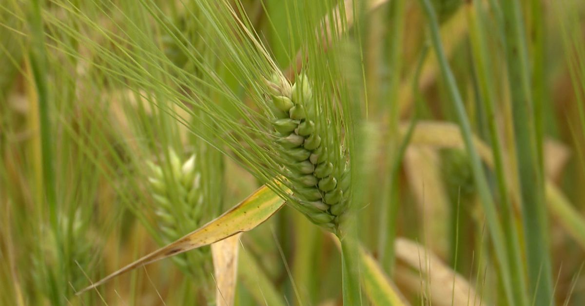 Terug in de tijd in Terhole: eeuwenoude gewassen met een ...