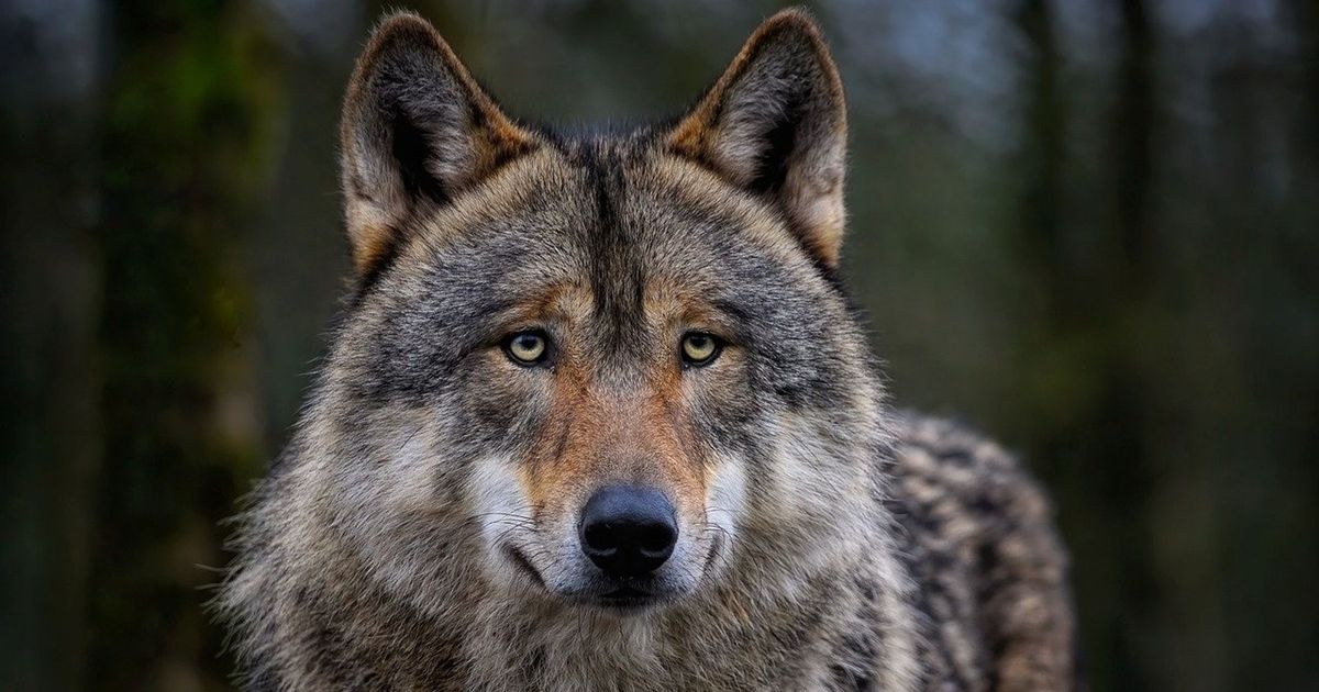 Volgens expert is komst van wolf in onze regio 'een kwestie van tijd en ...