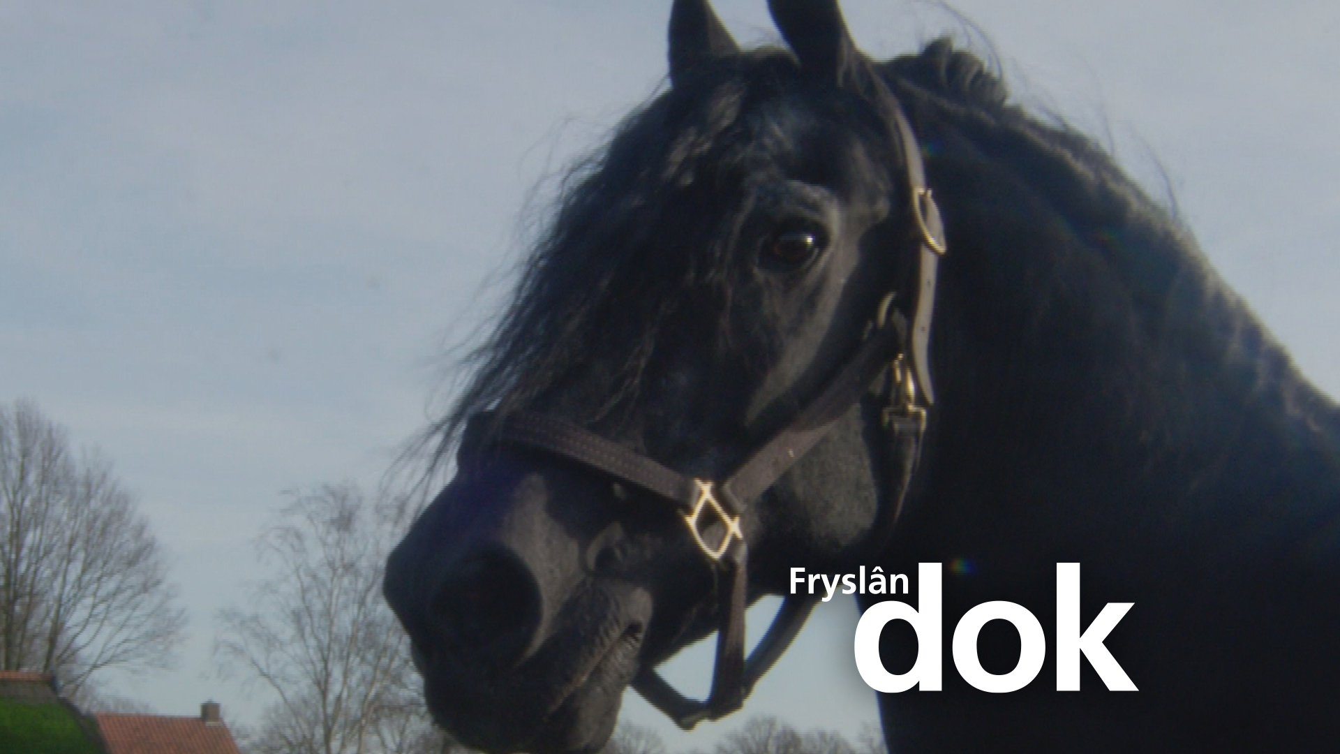 Hoe Jasper 366 van Jislum de wereldberoemde 'King of the Stallions ...