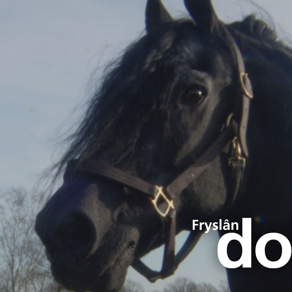 Hoe Jasper 366 van Jislum de wereldberoemde 'King of the Stallions ...