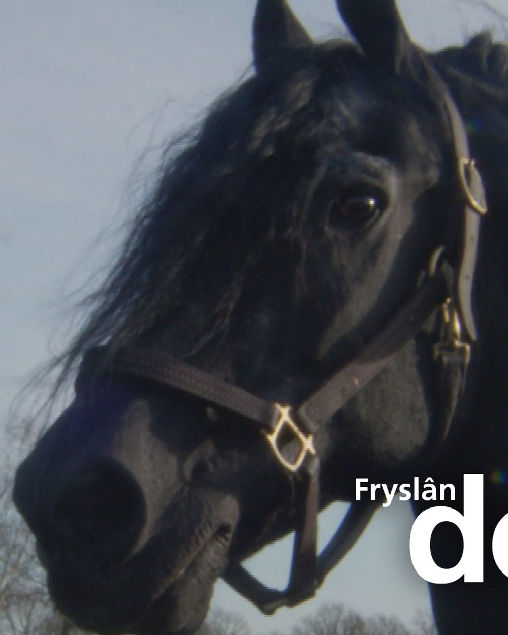 Hoe Jasper 366 van Jislum de wereldberoemde 'King of the Stallions ...