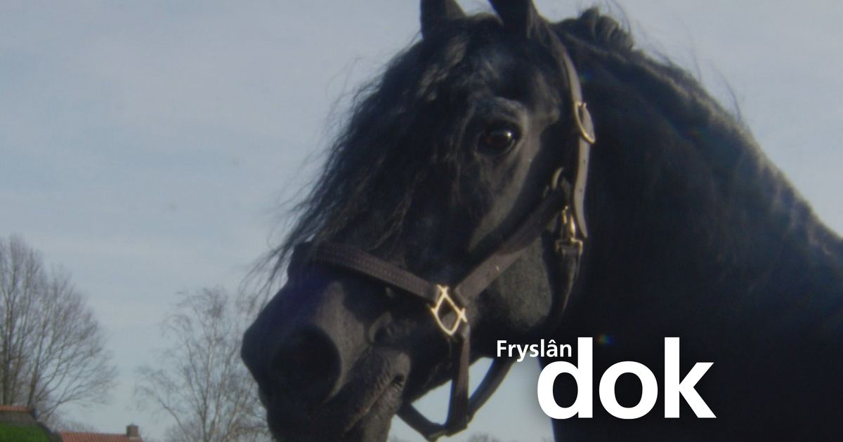 Hoe Jasper 366 van Jislum de wereldberoemde 'King of the Stallions ...