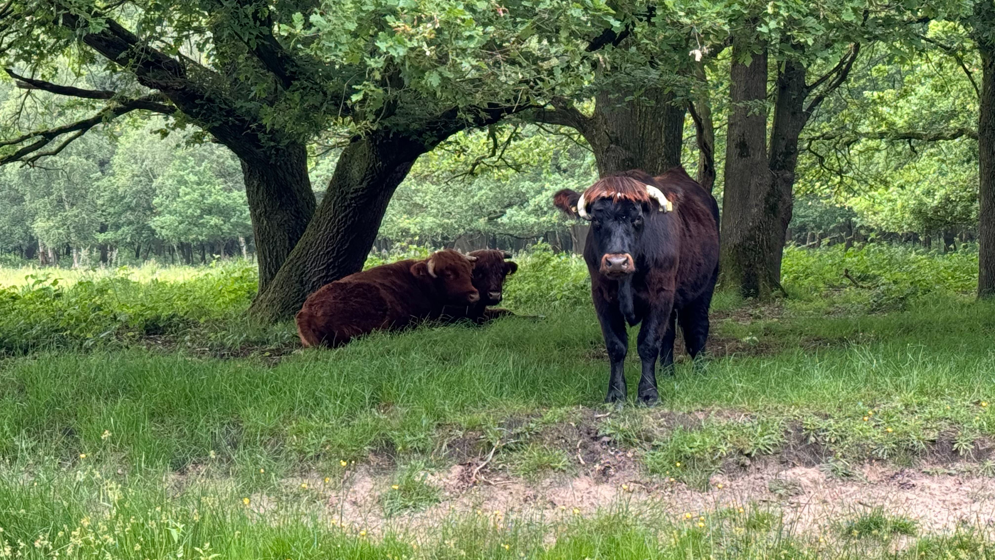 Schotse hooglanders worden gemist in Gennep - L1 Nieuws