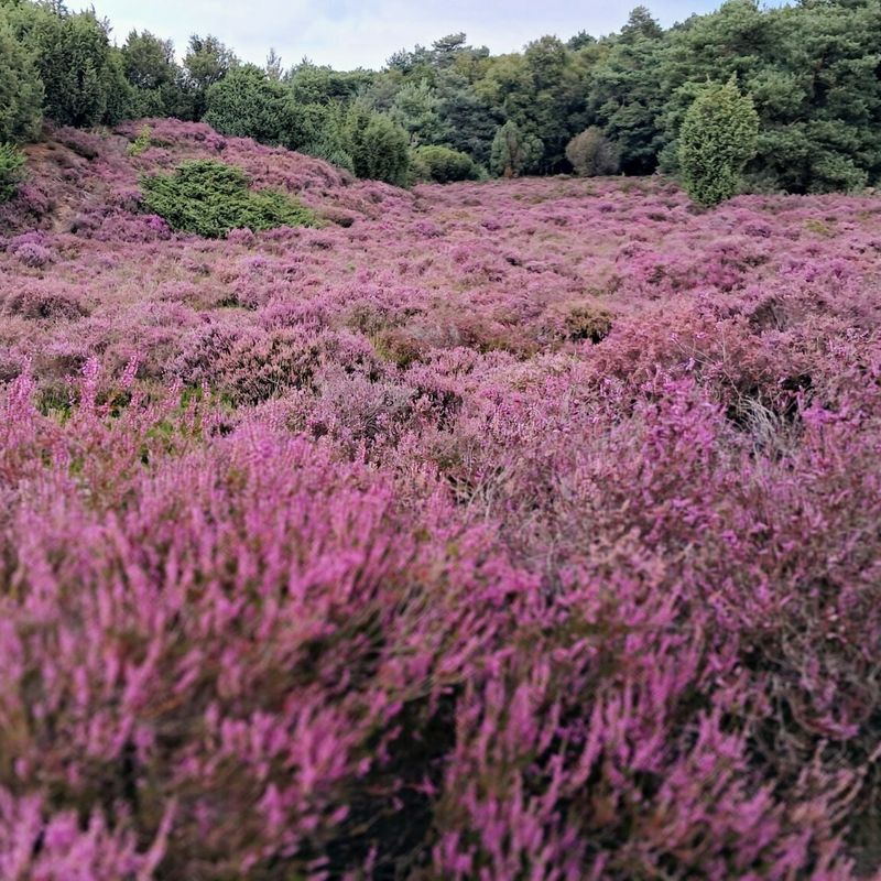 Prachtig paarse heide op de valreep - RTV Drenthe