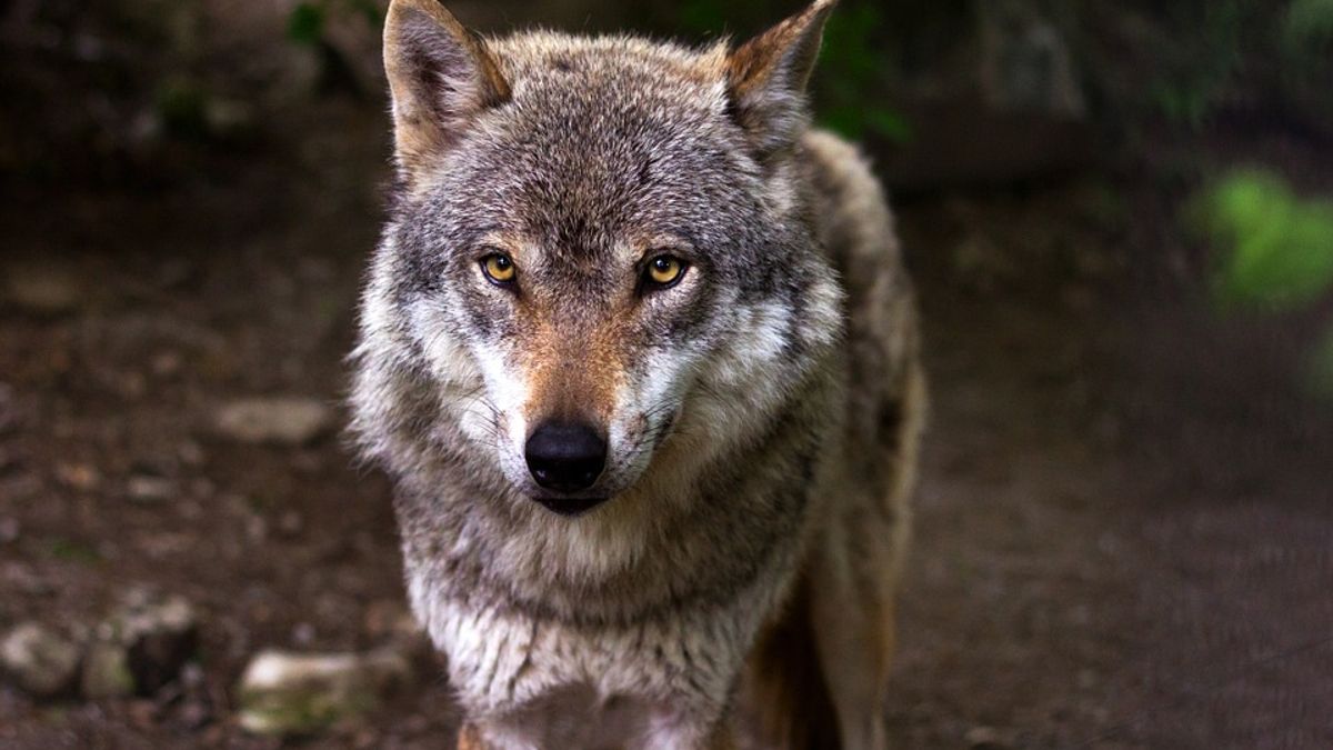 Wolf bijt schapen dood in Dalerpeel en Orvelte - RTV Drenthe