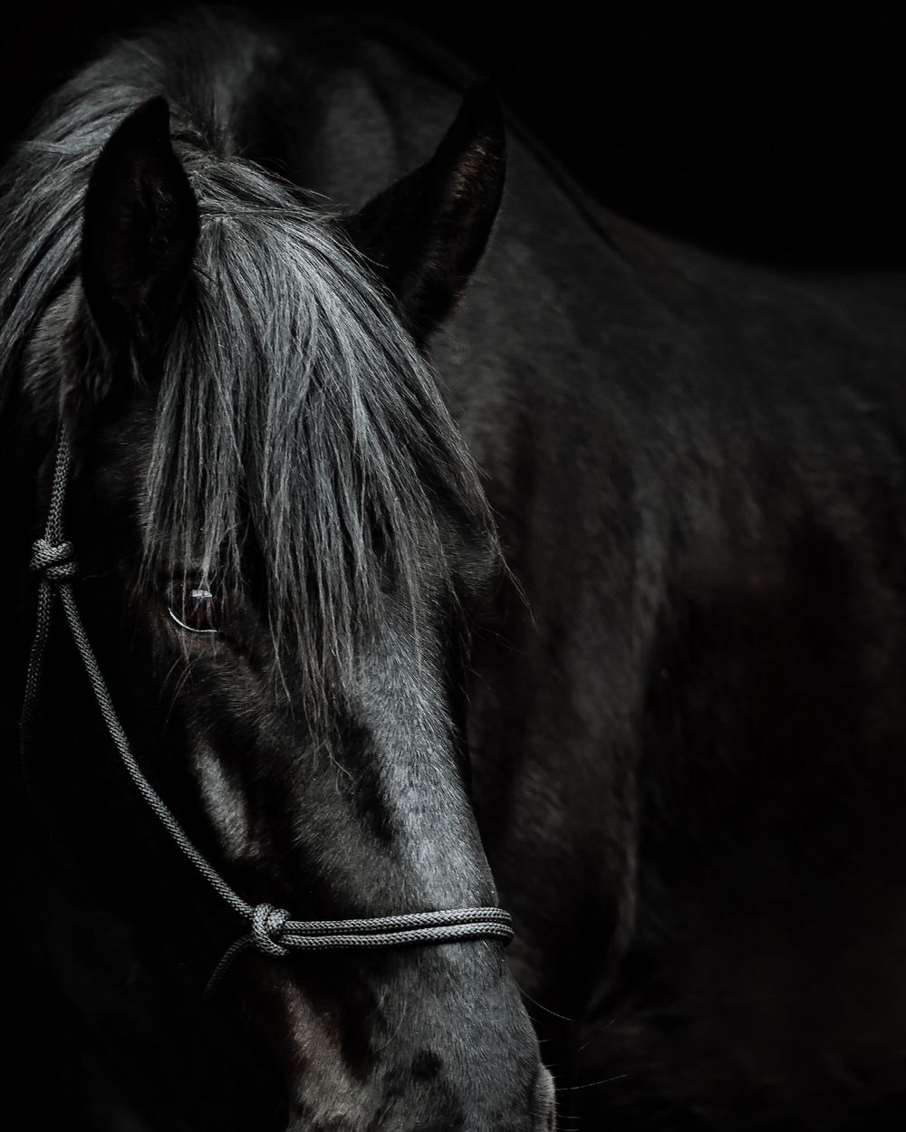 Nieuw 'stamboek' moet Fries paard uit genetische impasse halen: "De ...