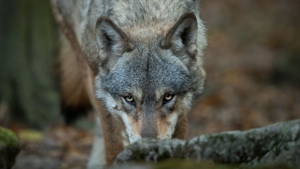 Wolf doodde ruim 122 dieren in Limburg - L1 Nieuws