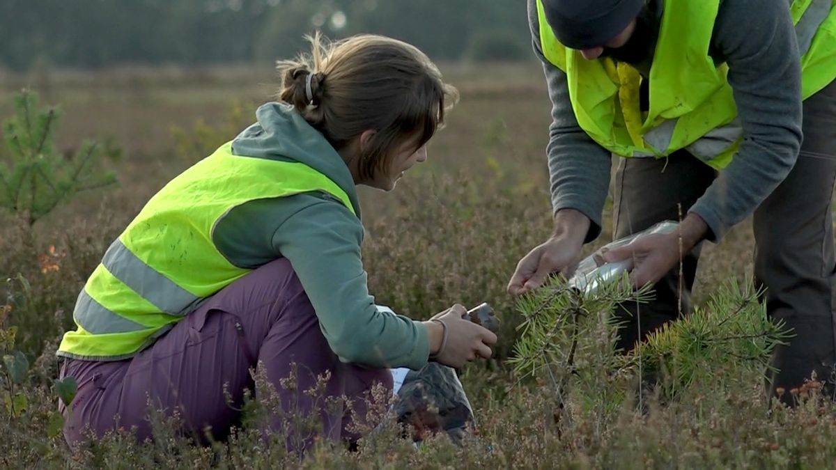 Op zoek naar minuscule beestjes in de bodem van het Dwingelderveld ...