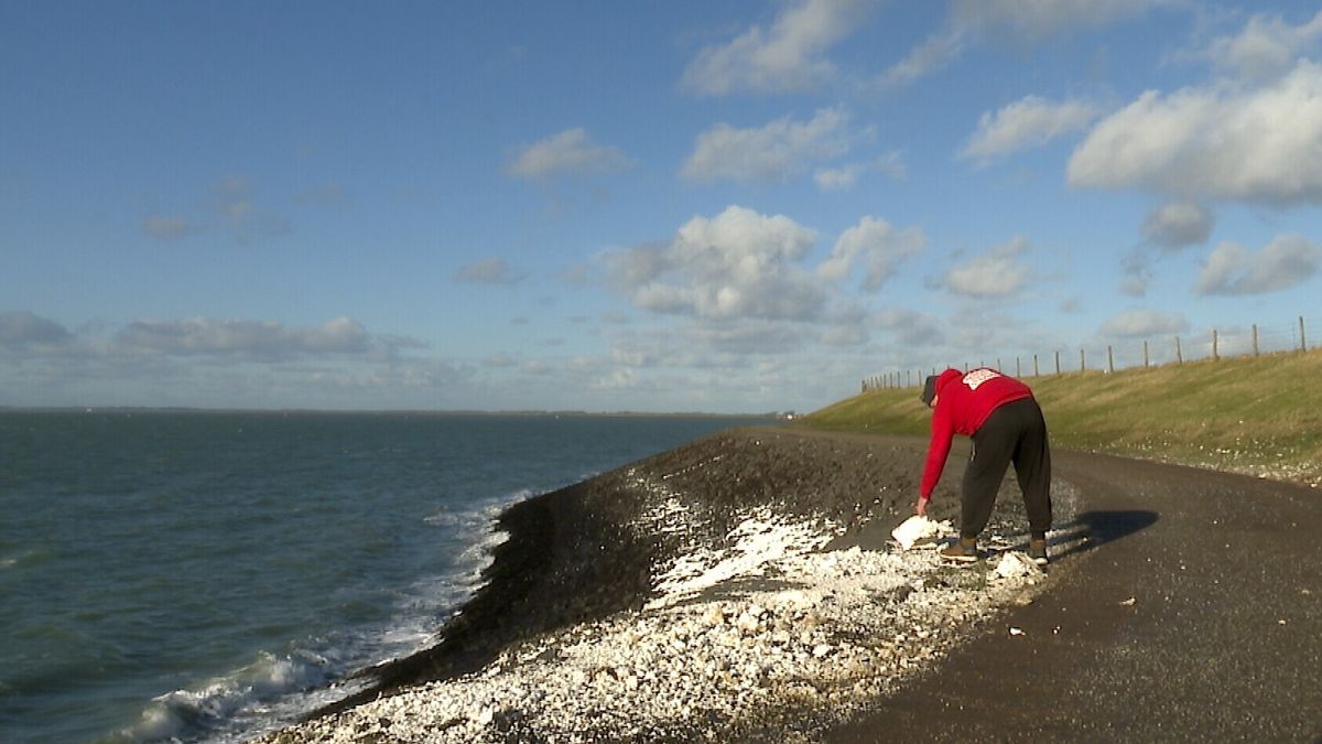 Dijk langs de Oosterschelde 'ondergesneeuwd' met piepschuim: 'Heel ...