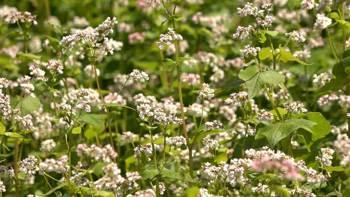 Betere start voor heide dankzij boekweit - RTV Drenthe