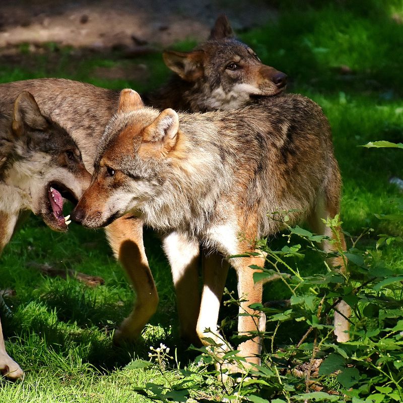 Leren leven met de wolf? Zo leven ze met wild in andere landen - RTV ...
