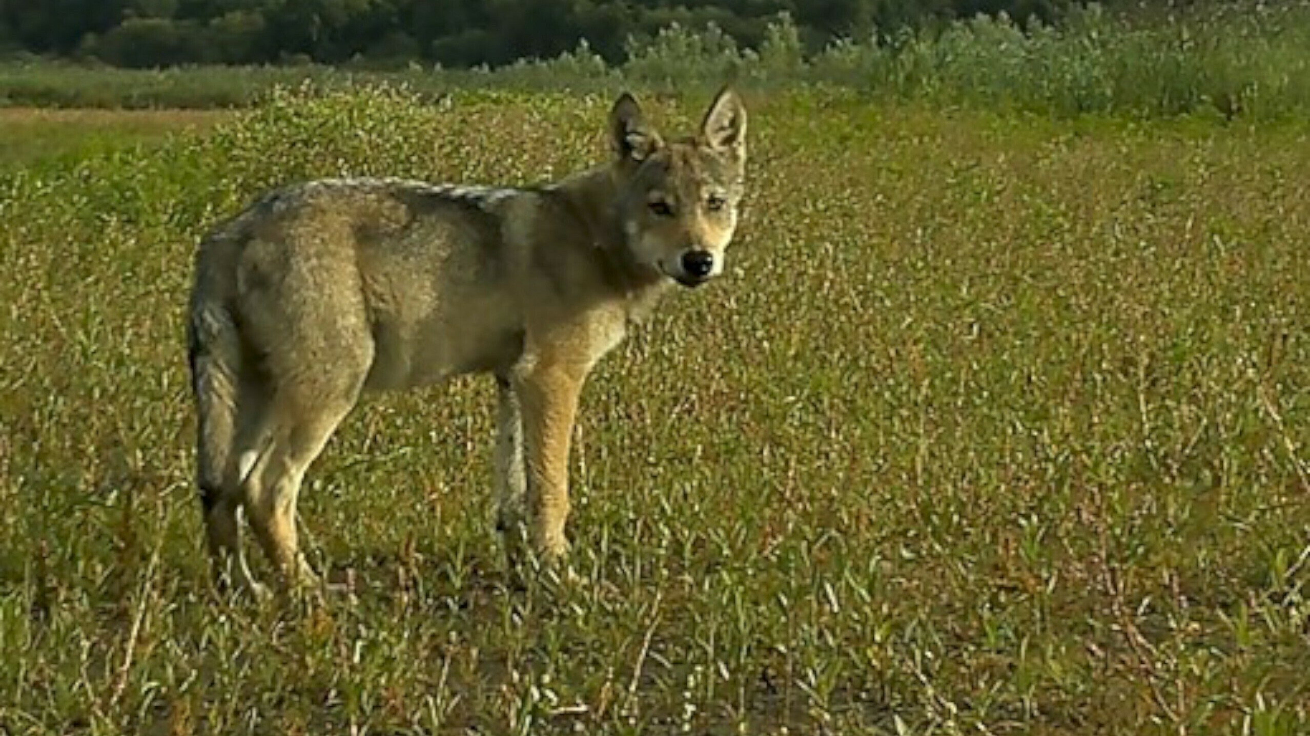 Wolf komt 'heel dicht bij' bezoekers Dwingelderveld, provincie kijkt ...