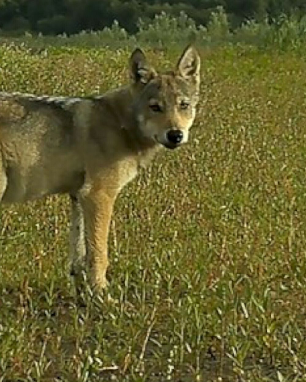 Wolf komt 'heel dicht bij' bezoekers Dwingelderveld, provincie kijkt ...