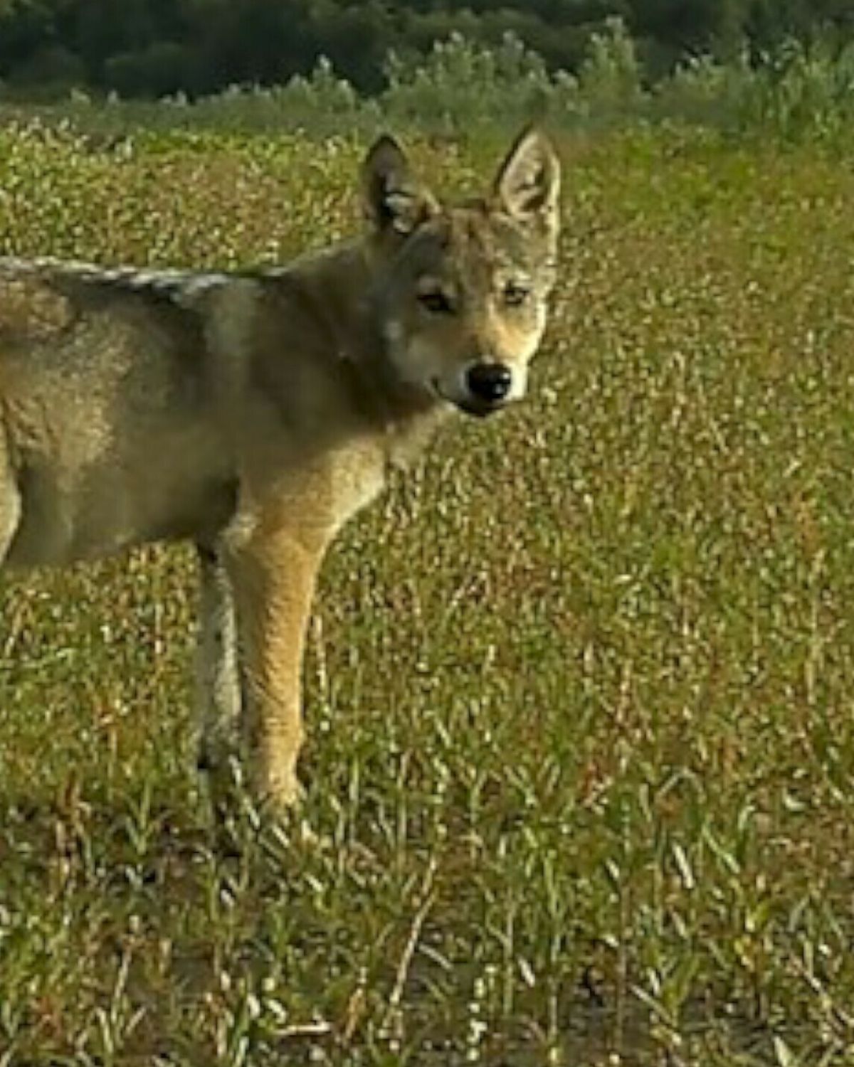 Wolf komt 'heel dicht bij' bezoekers Dwingelderveld, provincie kijkt ...