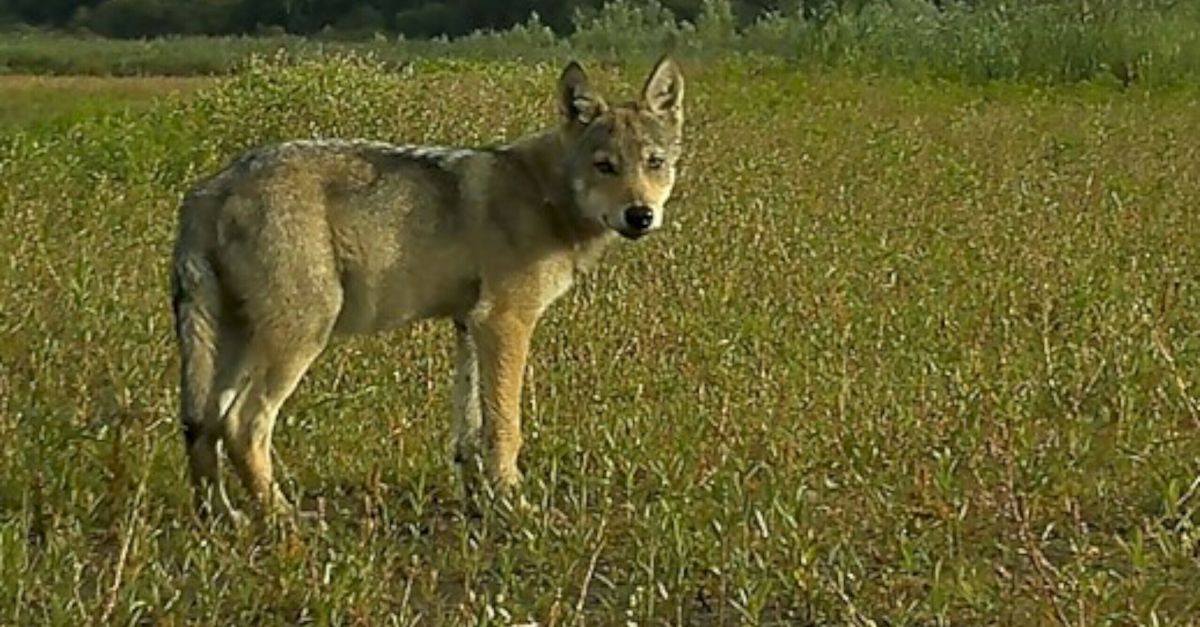 Wolf komt 'heel dicht bij' bezoekers Dwingelderveld, provincie kijkt ...
