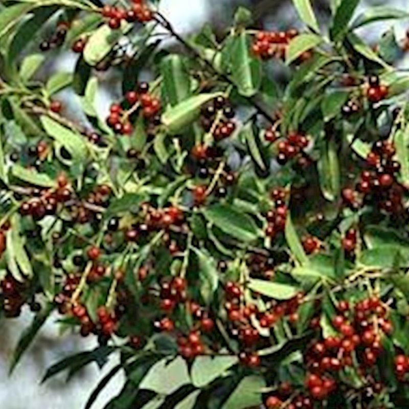 Landschap Overijssel bestrijdt Amerikaanse vogelkers - Oost