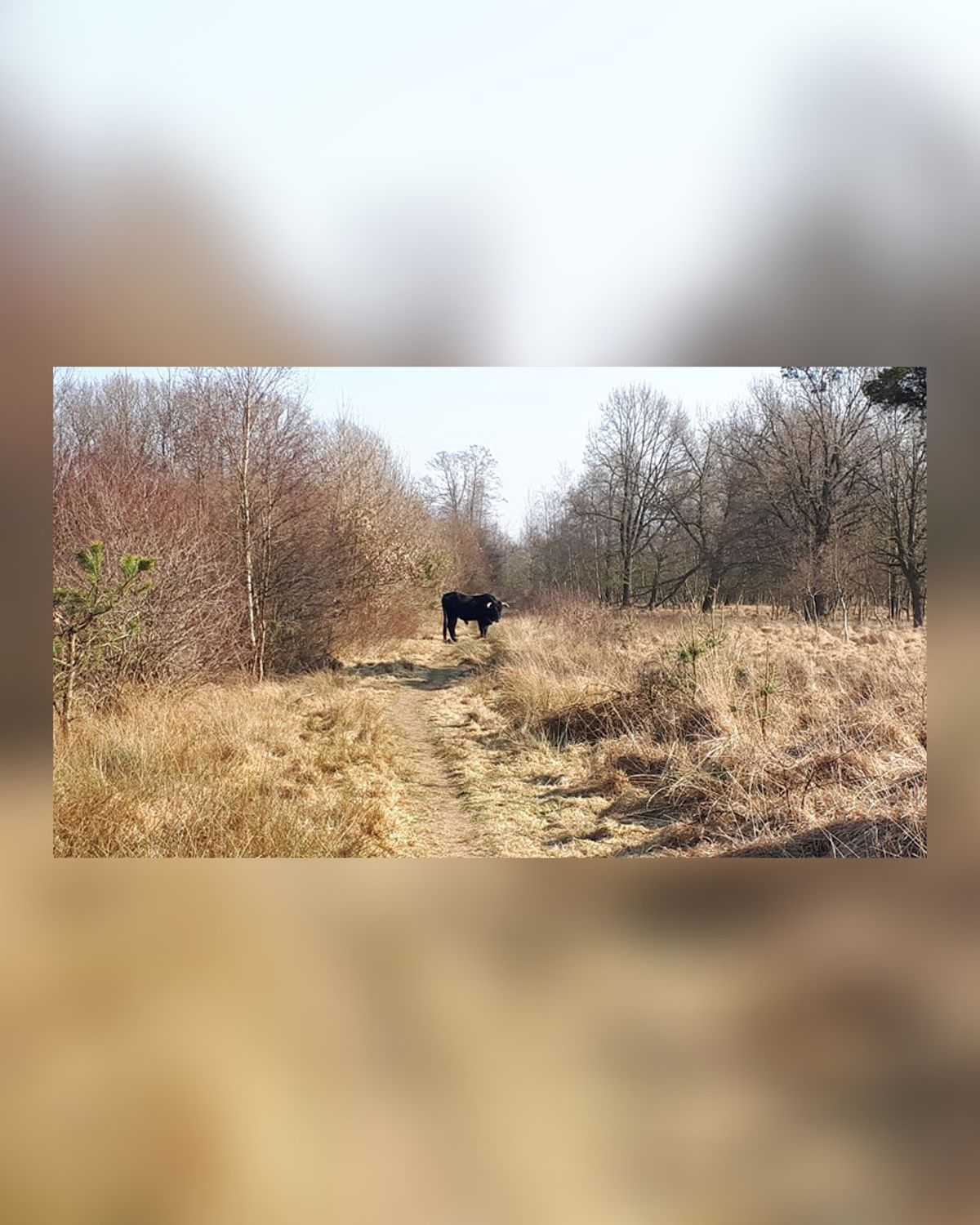 Wandelende vrouw op de hoorns genomen door Spaanse stier - Omrop Fryslân