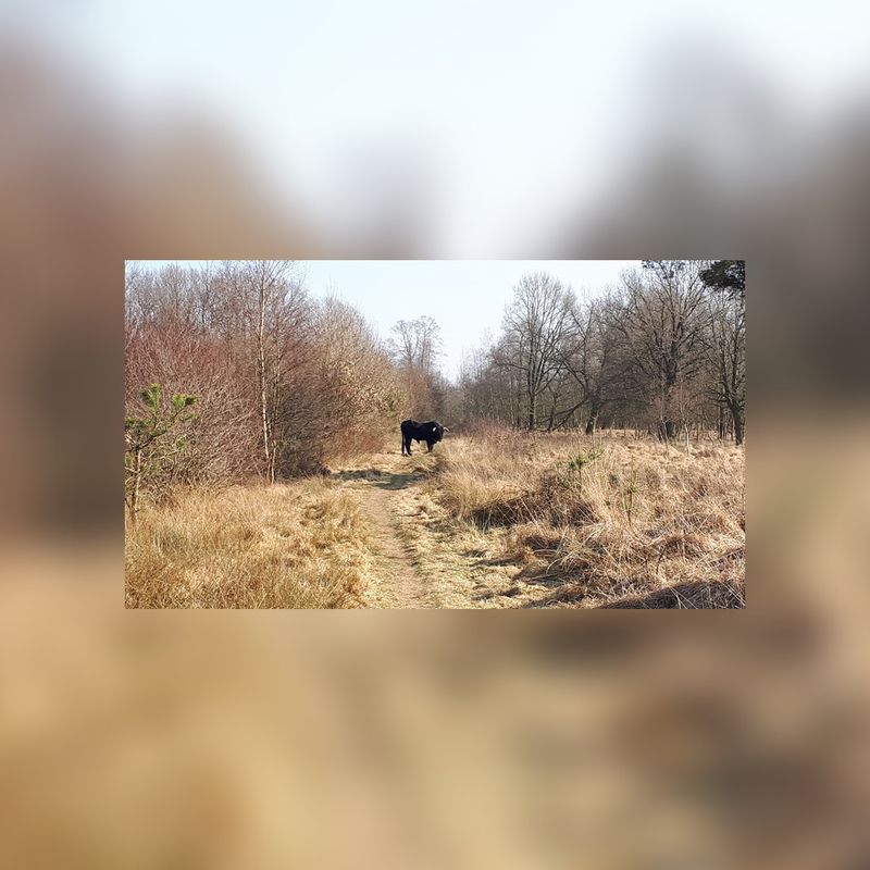 Wandelende vrouw op de hoorns genomen door Spaanse stier - Omrop Fryslân