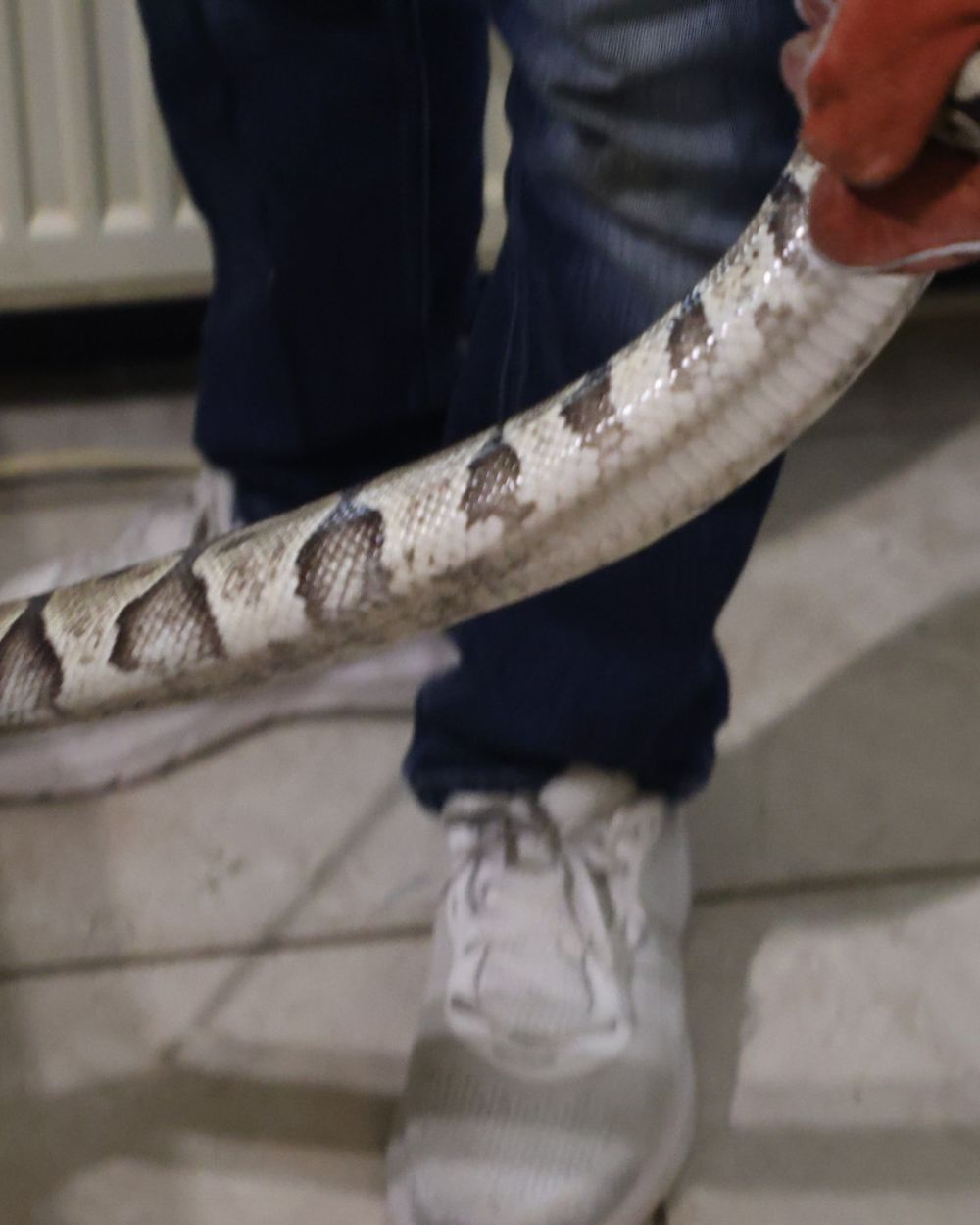 Nachtelijk bezoek van koningspython: slang verstopt zich achter ...