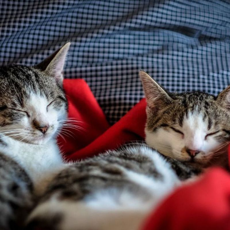 Man hoeft katten niet aan zijn ex te geven van de rechter - Omroep ...
