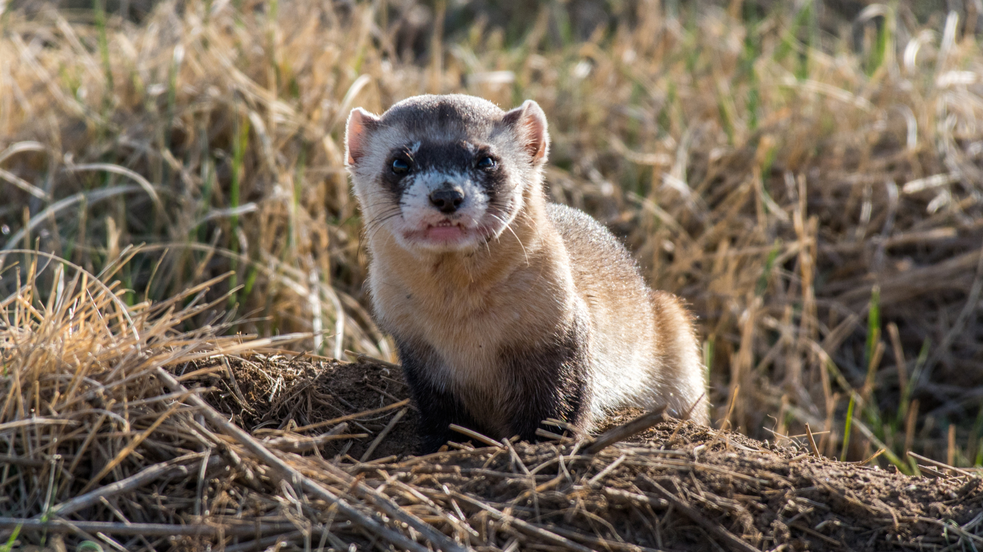 Rattenplaag in Rotterdam: 'Die fret legde in een paar uur 42 ratten op ...