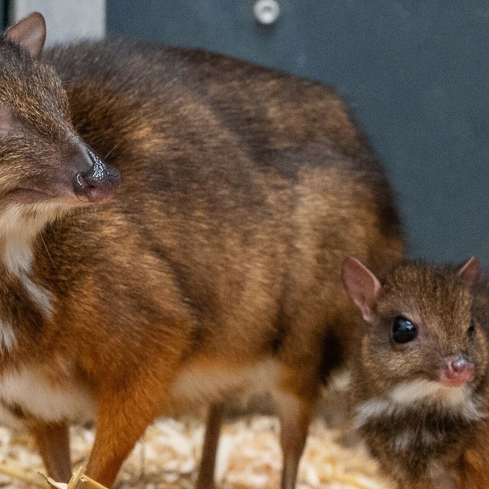 Babynieuws in Wildlands: Javaanse kantjil geboren - RTV Drenthe