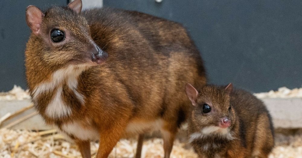 Babynieuws in Wildlands: Javaanse kantjil geboren - RTV Drenthe